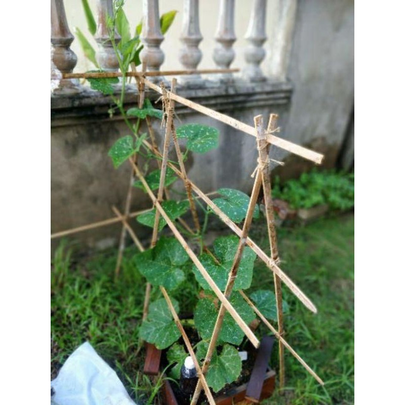 BATANG BULUH PANCANG 150cm/IKAT POKOK - BAMBOO PLANTS STAKES - PANCANG ...