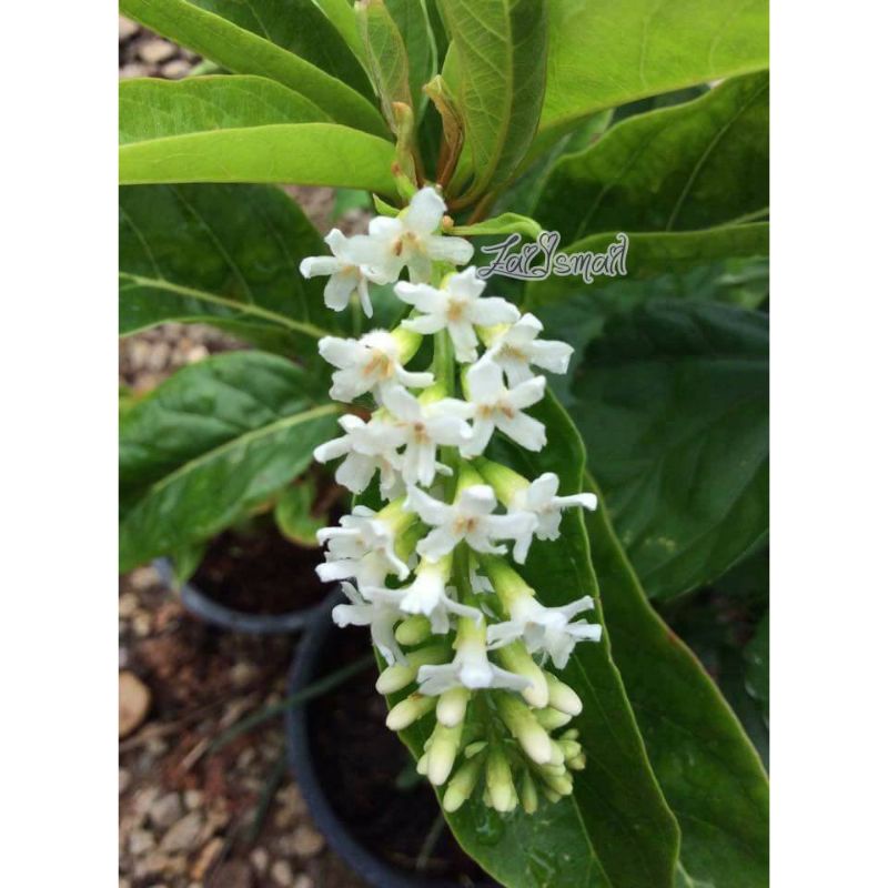 Pokok Bunga Mayang Sari ( Bunga Wangi dan Harum) | Shopee Malaysia