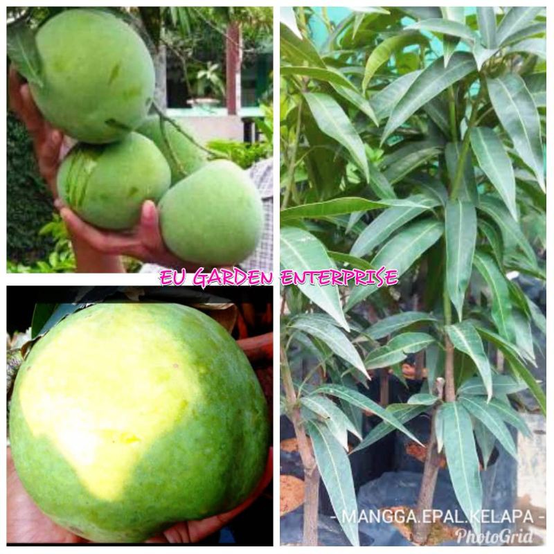 Pokok Buah Mangga Epal Kelapa / Mangga Epal HYBRID | Shopee Malaysia