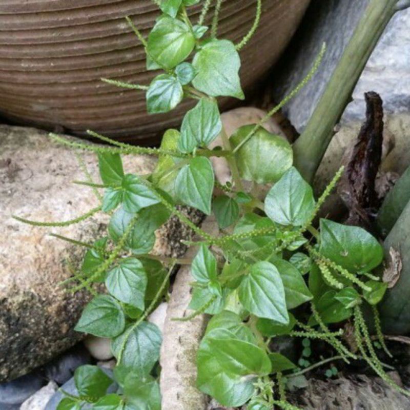 anak pokok Daun sireh cina (anak pokok bersama induk) @pokok ketumpang ...