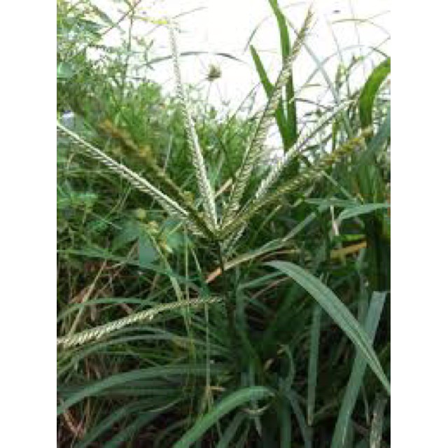 Diuron. Kawal Rumput Sambau. Rumput Kerbau. Sesuai utk rumah, kebun ...