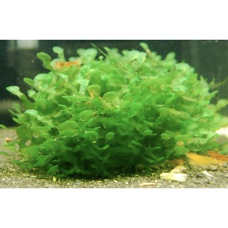 ROUND PELLIA MOSS Pelia Moss - Lomariopsis lineata Suesswassertang ...