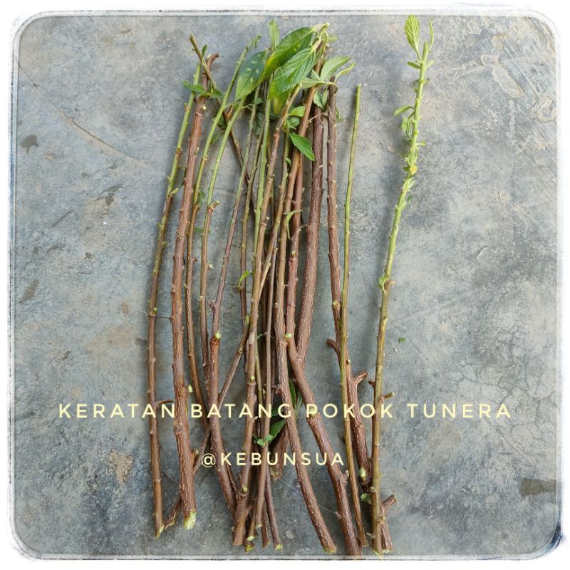 Keratan Batang Pokok Bunga Tunera / Tunera Subulata / Turnera / Pukul ...