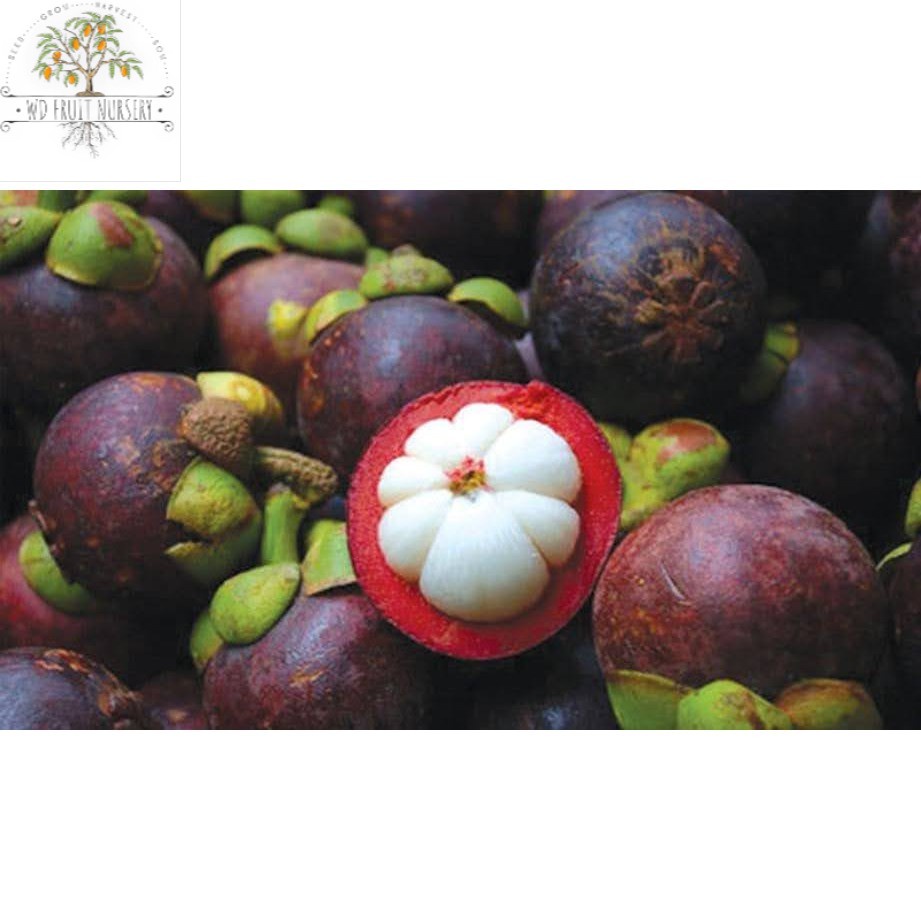 Manggis mesta / manggis master hybrid / pokok manggis mester / pokok manggis mesta | Shopee Malaysia