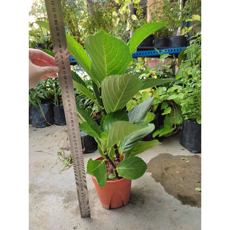Pokok bunga kembang 3 bulan (hydrangea) | Shopee Malaysia