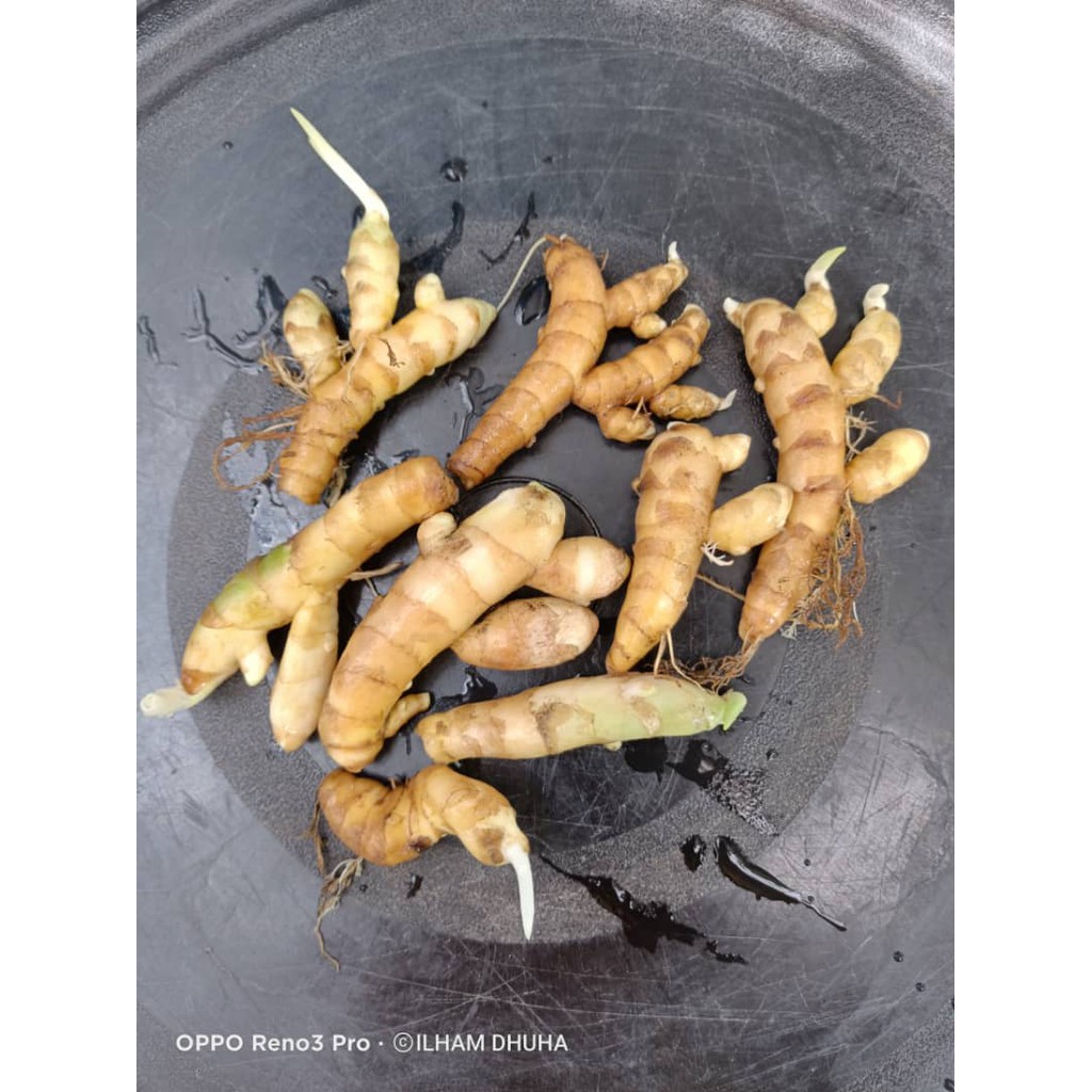 BENIH TEMU MANGGA / TEMU / BENIH POKOK / TEMU MANGGA / UBI TEMU MANGGA ...