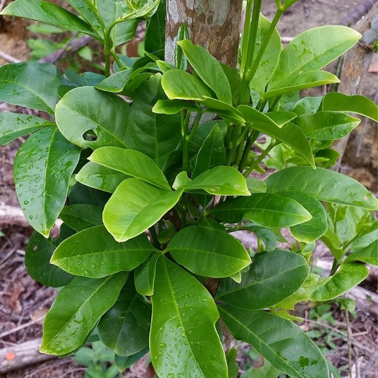 RARE / EXOTIC / NADIR Tenggek Burung / Euodia (Melicope lunu-ankenda ...