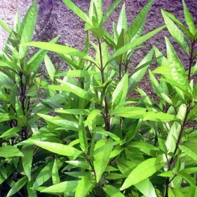Gandarusa Hitam (Justicia gendarussa) - keratan batang (plant cuttings ...