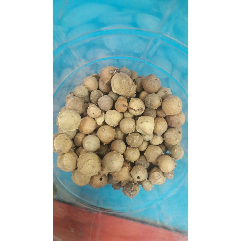 Biji Kani / Maasikai / Gall Nut | Shopee Malaysia