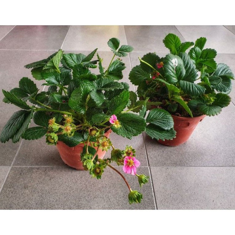 Bijih benih Strawberry Toscana (bunga merah)/Albion (bunga putih ...