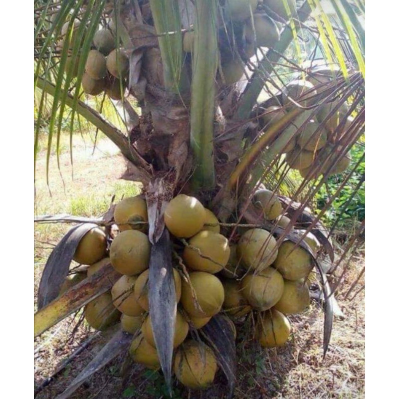 ANAK POKOK KELAPA SGG(SUNGAI GULANG GULANG) | Shopee Malaysia