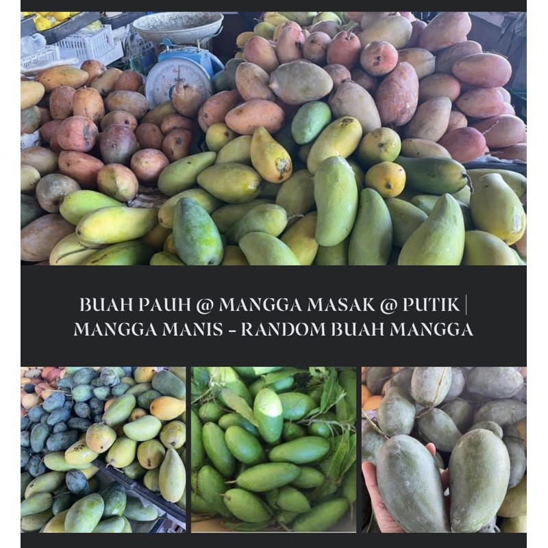 BUAH PAUH @ MANGGA MASAK @ PUTIK | MANGGA MANIS - RANDOM BUAH MANGGA ...
