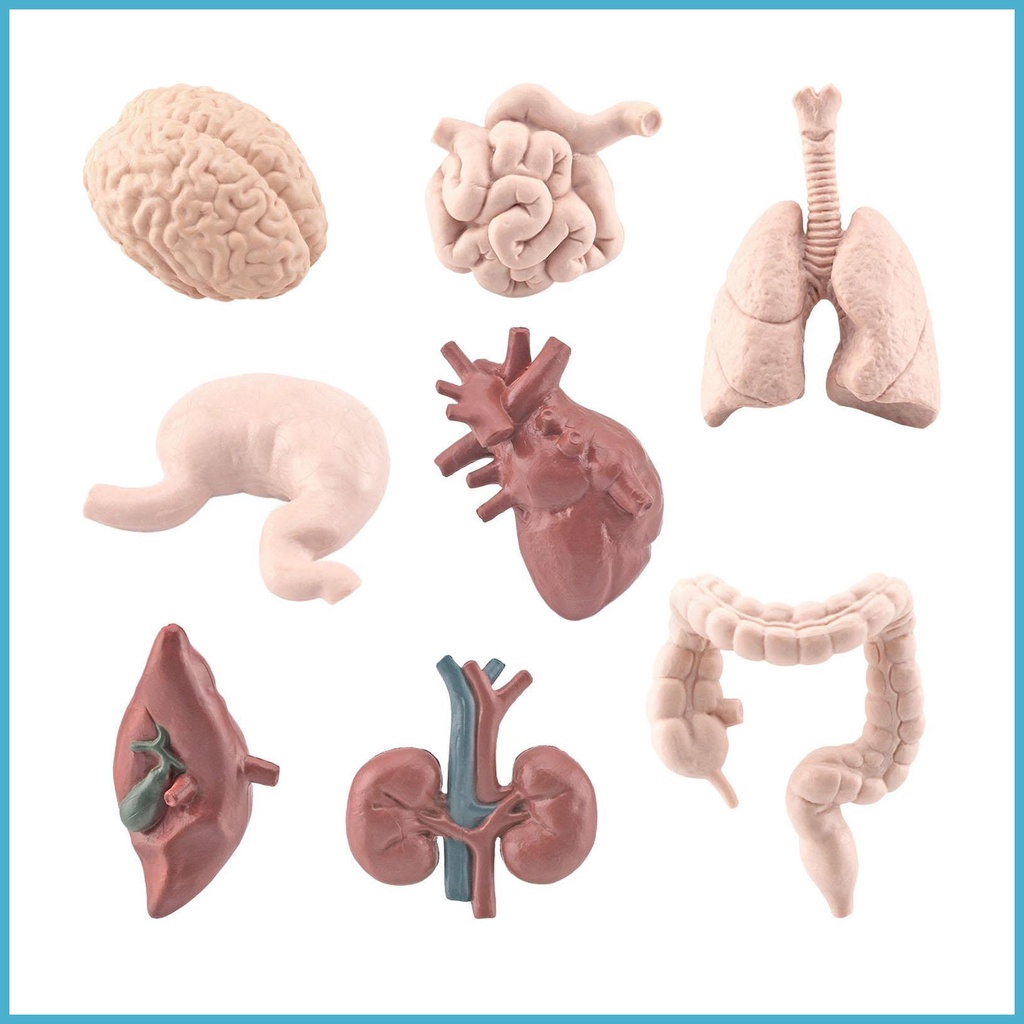 Human Body Organ Model for Kids 8pcs PVC Organ Structure Model 3D Toys ...