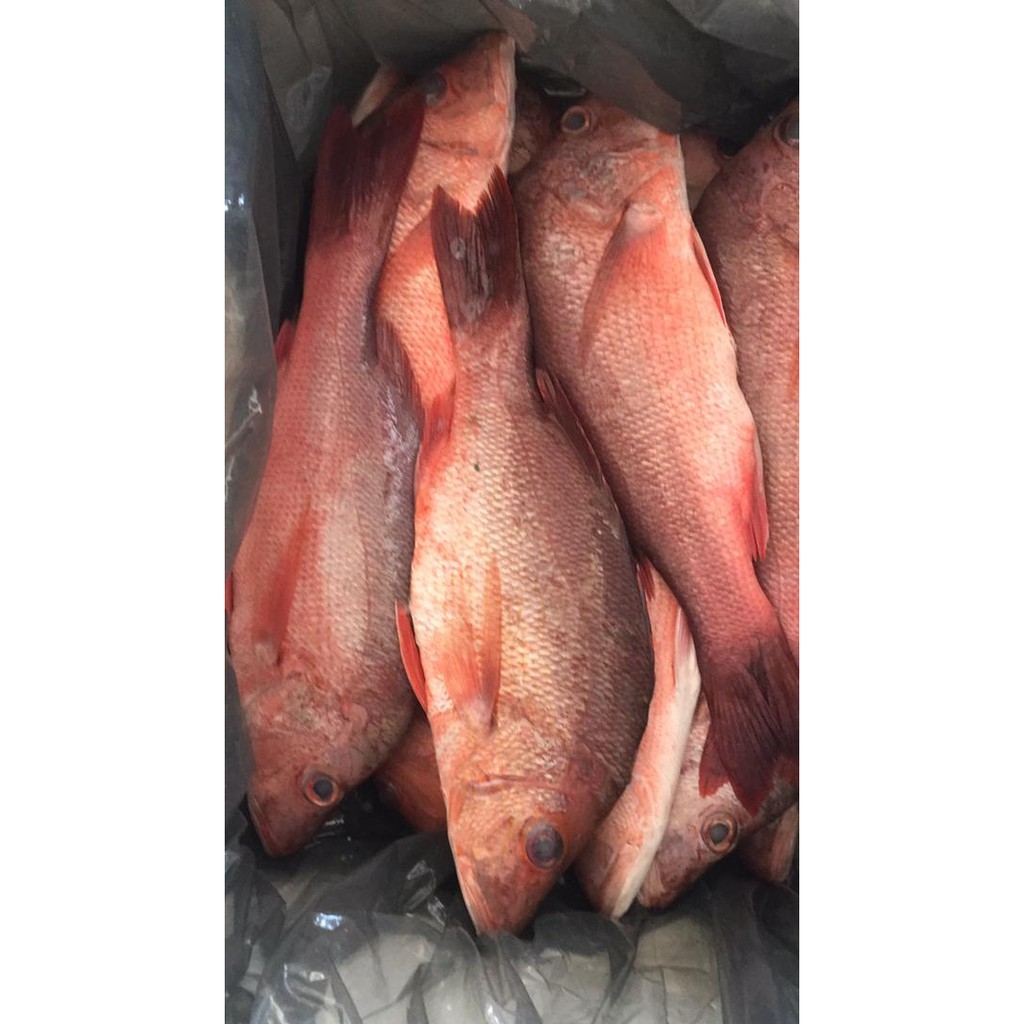 IKAN MERAH/RED SNAPPER FRESH 100% (1KG) | Shopee Malaysia