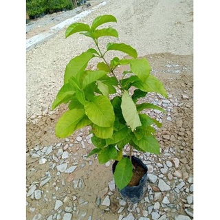 POKOK BUNGA KESIDANG / KERAK NASI / TIKAR SELADANG. READY STOCK ...