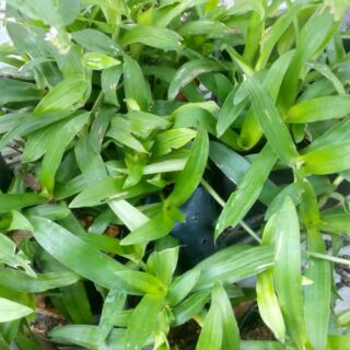 Rumput Beijing (in pot) | Shopee Malaysia