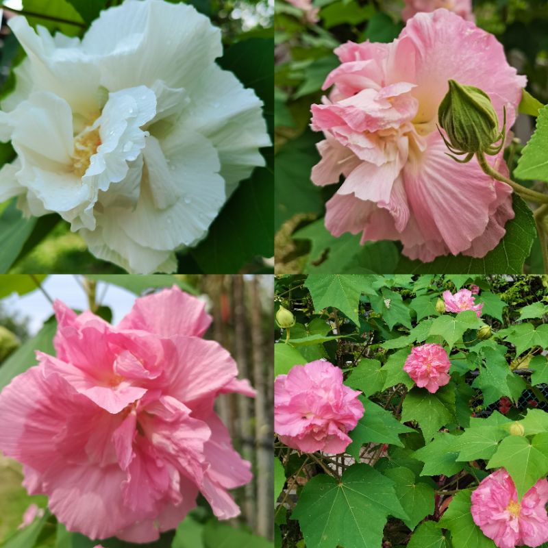 Bunga Raya Hibiscus Mutabilis (3keratan) 3剪支芙蓉花 | Shopee Malaysia