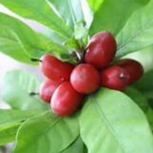 Pokok Miracle Berry/Pokok Ajaib | Shopee Malaysia
