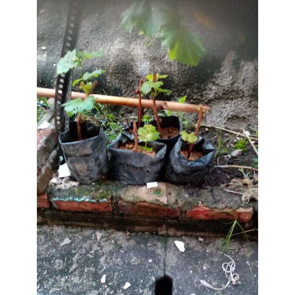 POKOK ANGGUR BLACK OZARK | Shopee Malaysia