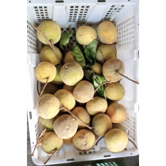 BUAH SENTUL/BUAH SETOI/BUAH STOL/BUAH SETOL/HARGA UNTUK 1KG | Shopee ...