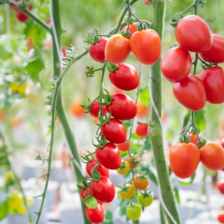 [TO KLANG VALLEY ONLY] Tomato Ceri / Cherry Tomato (Solanum ...
