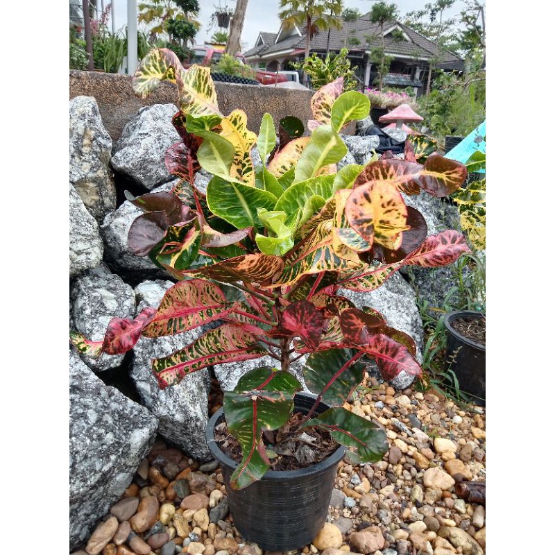 POKOK PUDING REAL LIVE PLANT | Shopee Malaysia