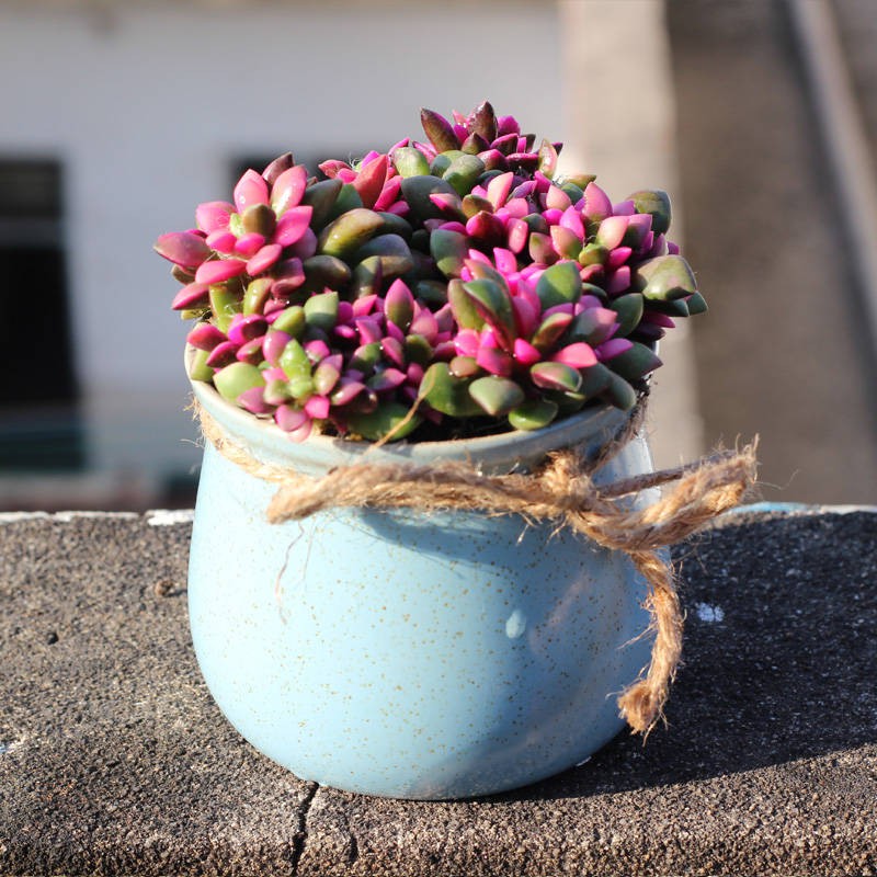 Tumbuhan daging Meniup salji pine baldi periuk periuk gabungan desktop ...