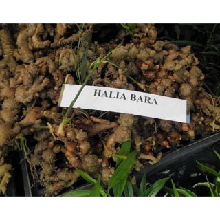 Halia bara (anak pokok) | Shopee Malaysia
