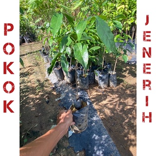 Pokok jenerih / pokok pucuk ulam jenerih / pokok ulam jenerih | Shopee ...