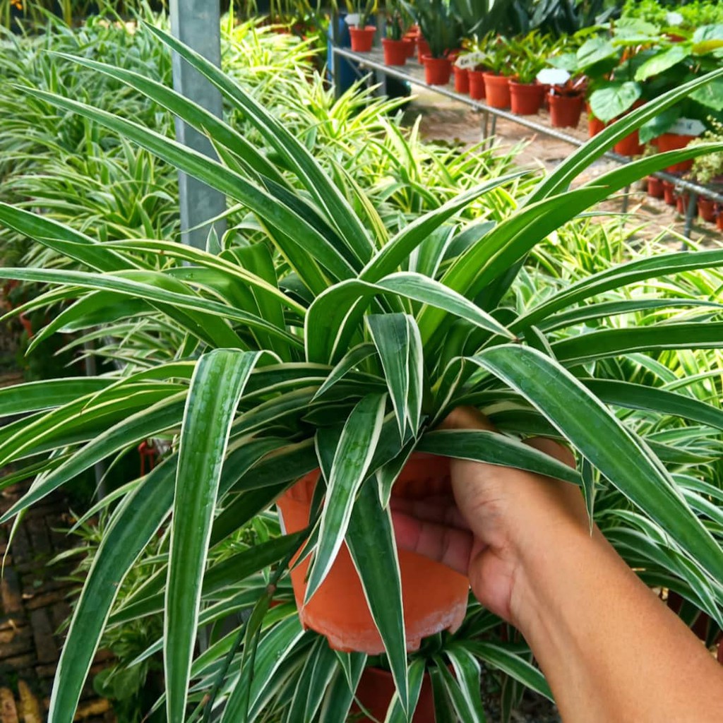 Indoor Plant - Chlorophytum Comosum - Spider plant ( Big) | Shopee Malaysia