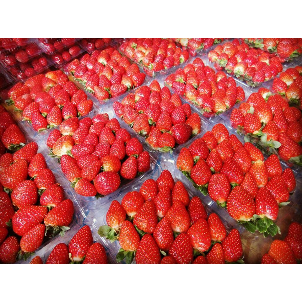 Strawberry (+/-250g) | Shopee Malaysia