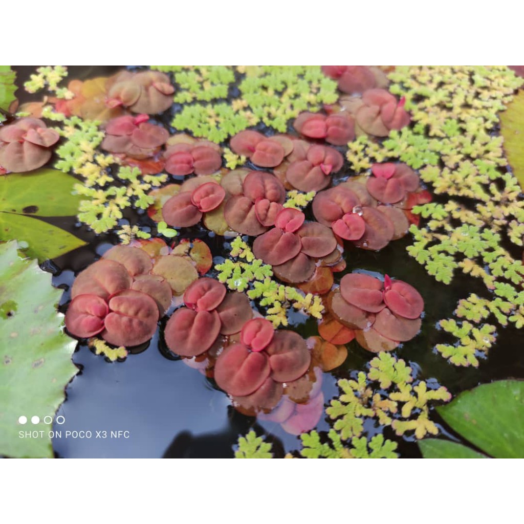 (RED LOW TECH PLANT) Red Root Floater Phyllanthus fluitans (Floating Plant) | Shopee Malaysia
