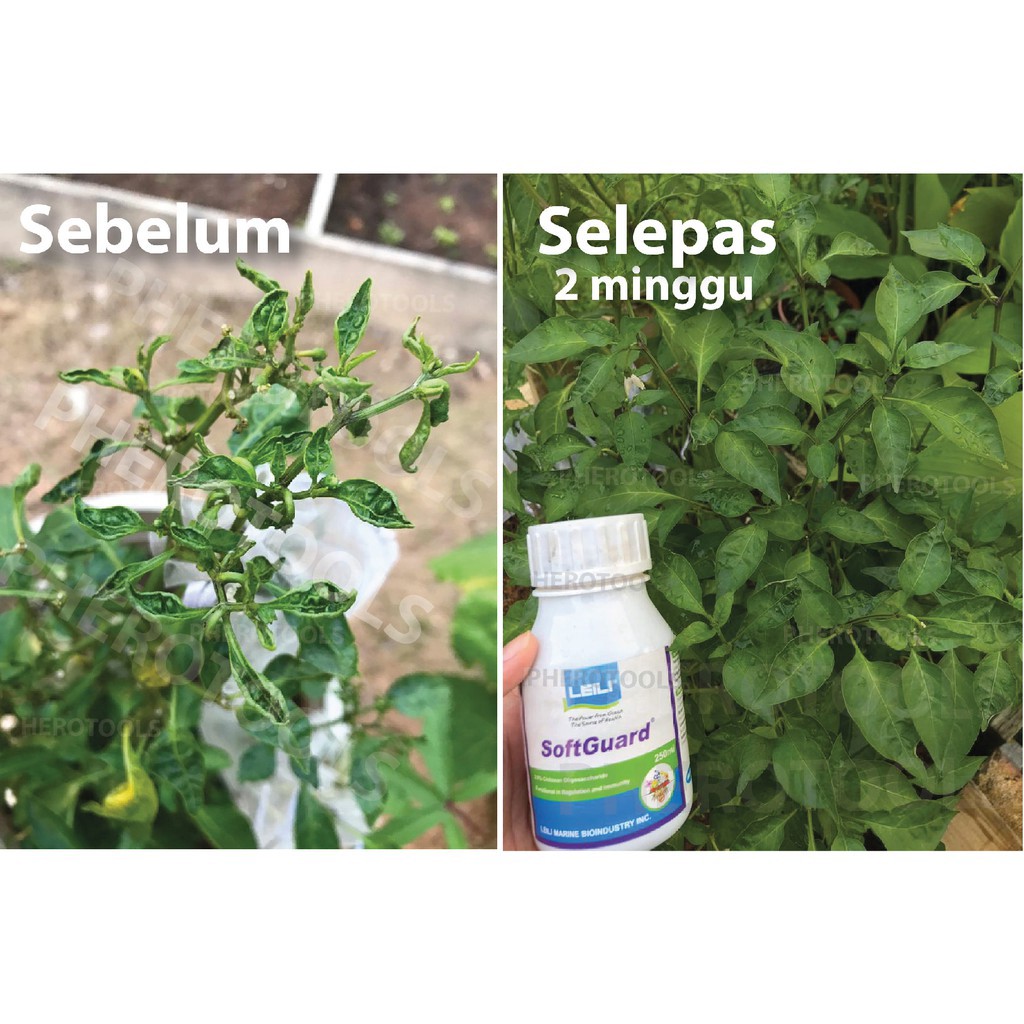 Plant ORIGINAL LEILI Softguard 250ml - Organic Chitosan 2% Biostimulant ...