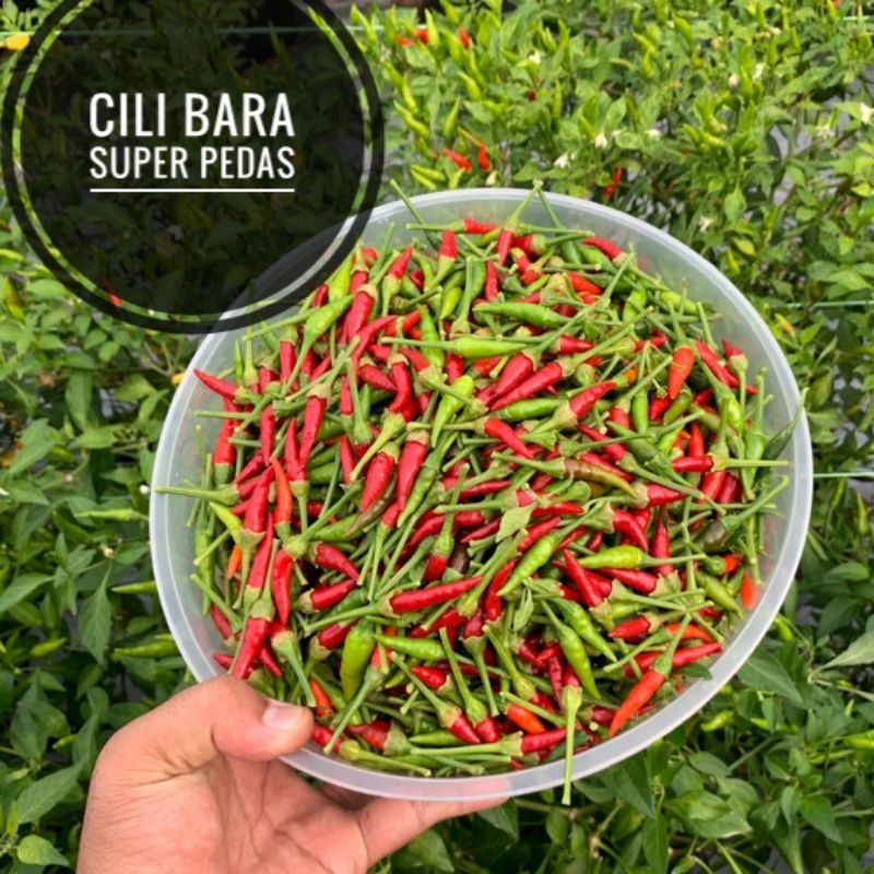 Cili Bara Super Pedas Biji Benih/Seed | Shopee Malaysia