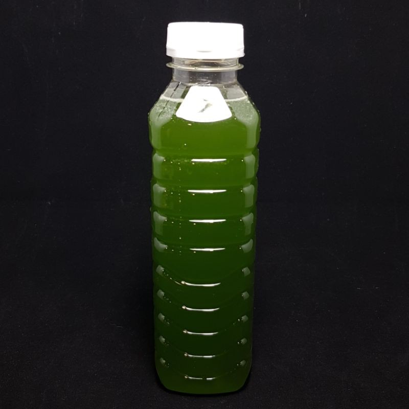 Chlorella/ Air Hijau Pekat/ Green Water Starter 500ml/ Makanan Kutu ...