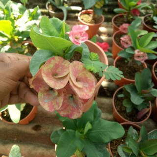 Pokok Bunga Baiduri/Pokok Hiasan | Shopee Malaysia