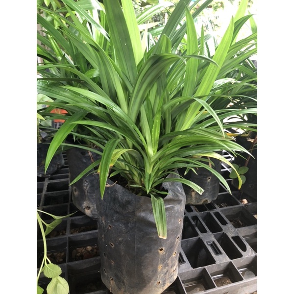 Pokok pandan wangi ( pokok pandan ) | Shopee Malaysia