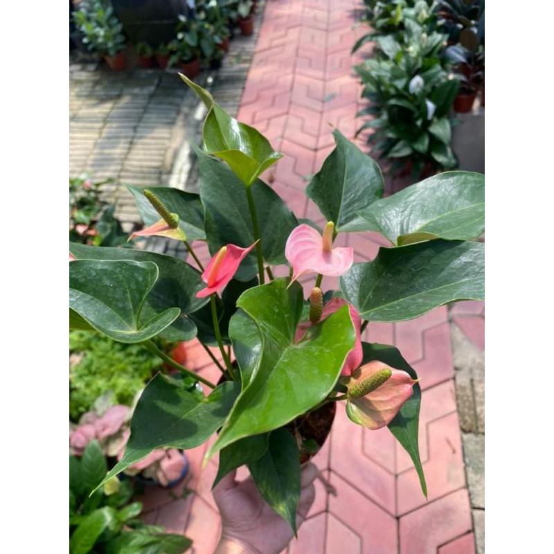 Pink Anthurium *live plant* (medium size, bushy) | Shopee Malaysia