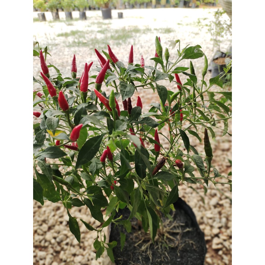 ANAK POKOK CILI PADI/CHILLI PLANT | Shopee Malaysia