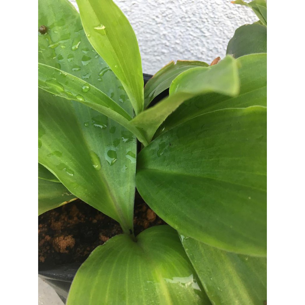 Anak pokok Cekor/Cekur/Kencur dalam polybeg | Shopee Malaysia