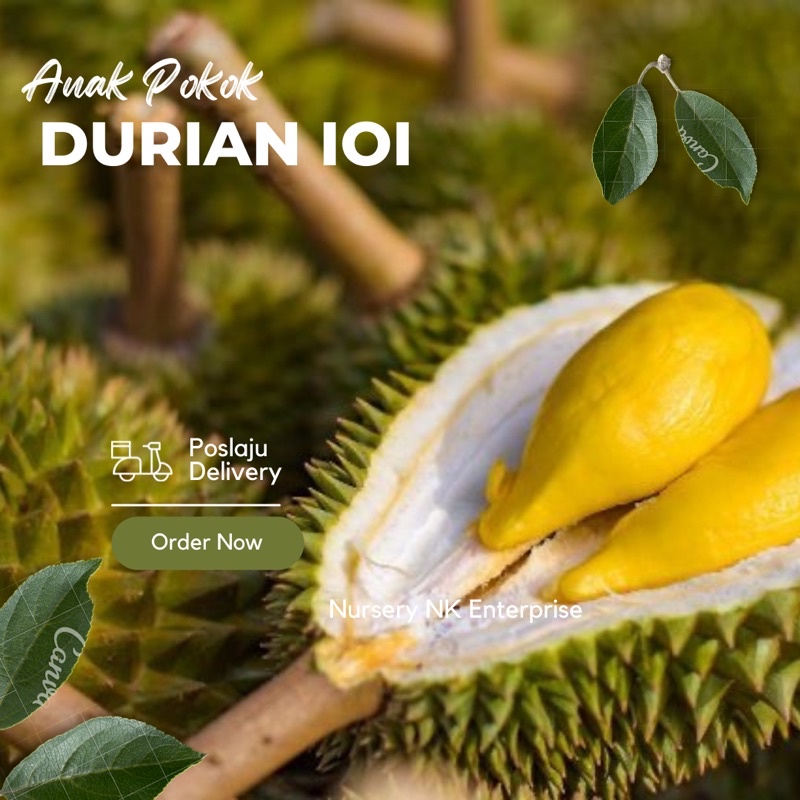 Anak Pokok Durian IOI | Shopee Malaysia