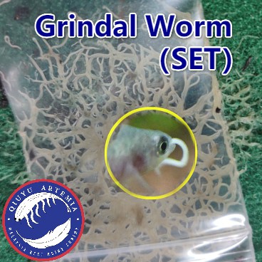 Grindal worm Full Sets 、Fish Food | Shopee Malaysia