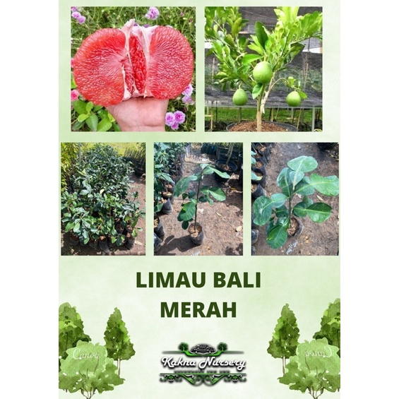Limau Bali Merah / Pokok Limau / Anak Pokok Hybrid | Shopee Malaysia