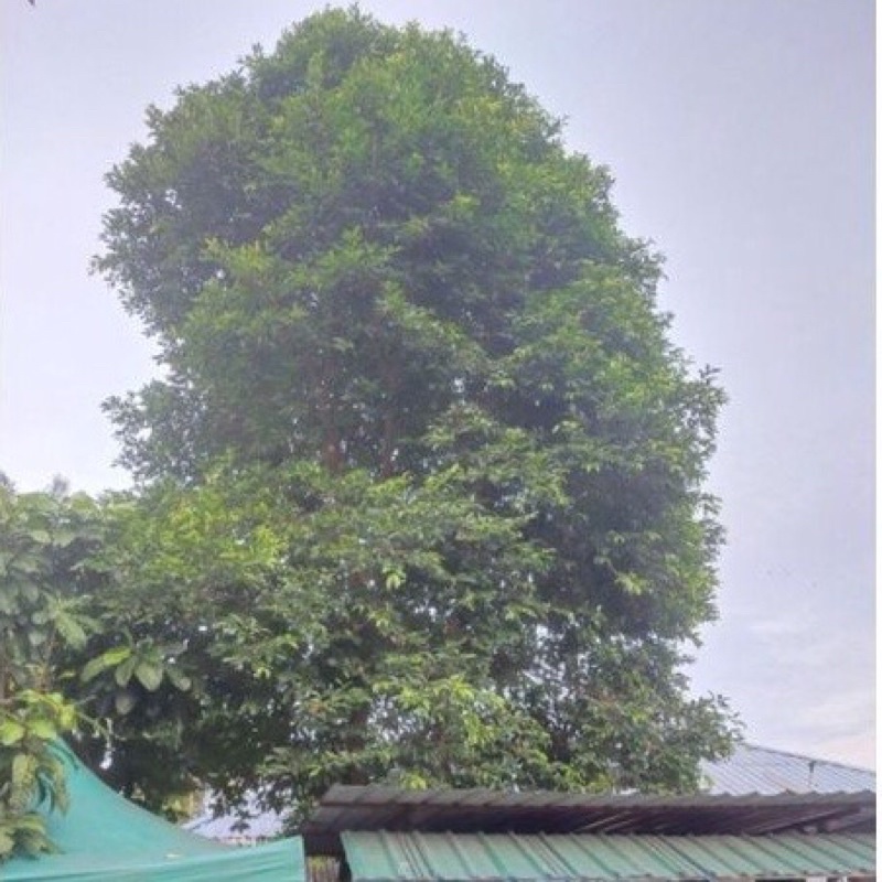 Anak Pokok Daun Salam atau Serai Kayu atau Samak | Shopee Malaysia Anak Pokok Daun Salam atau Serai Kayu atau Samak | Shopee Malaysia