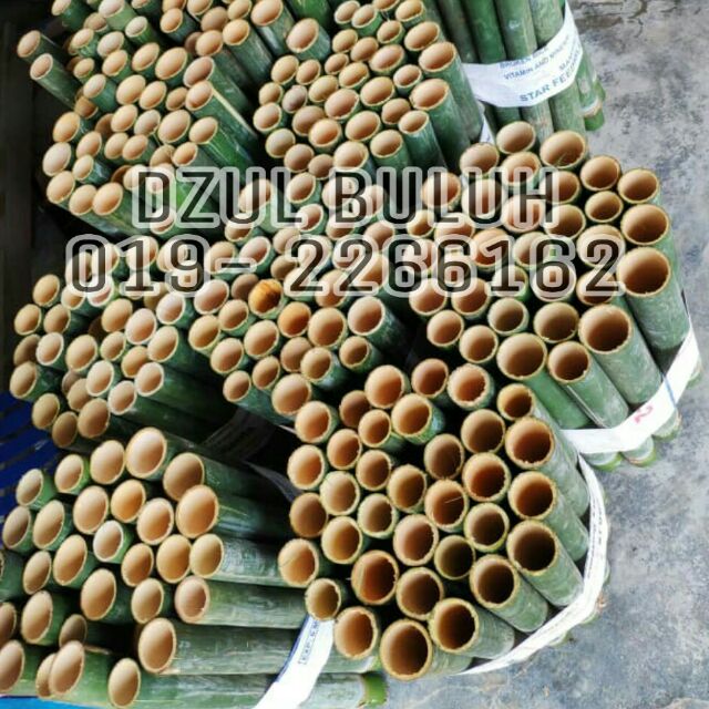 READY STOK HARI RAYA 2023 : Buluh lemang Segar Harga Borong dari ...