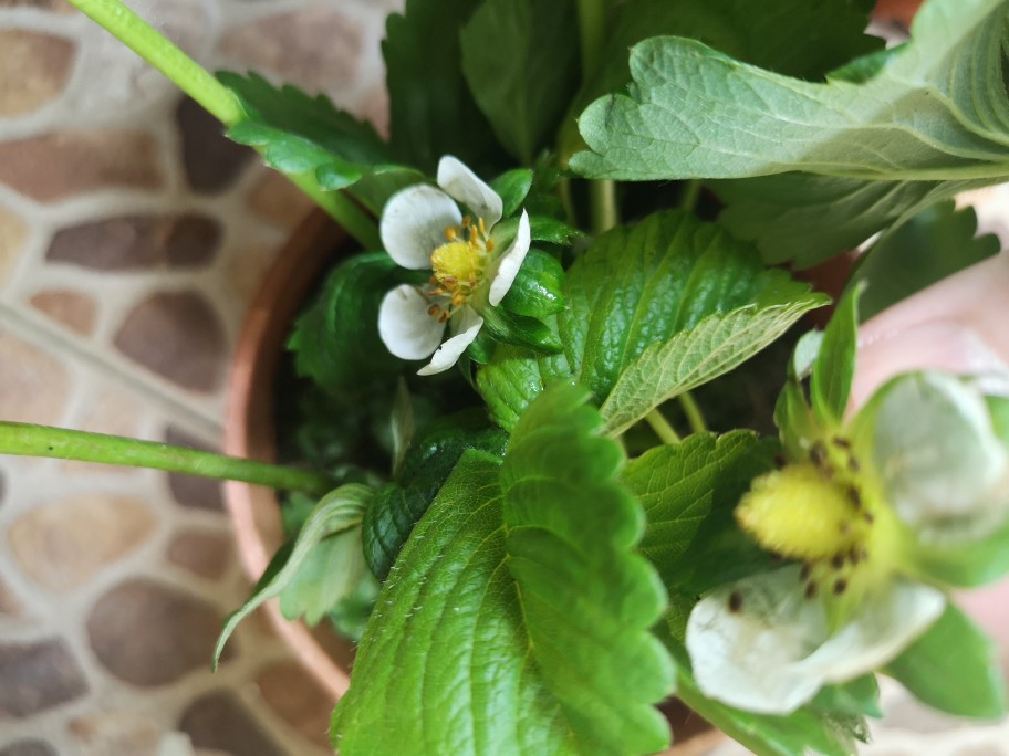 Anak Pokok Buah Strawberi Dah Berbuah Strawberry Live Plants Potted ...