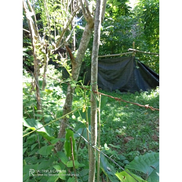 POKOK PAGAR/POKOK GLIRICIDIA SEPIUM/LEBAI SIAH | Shopee Malaysia