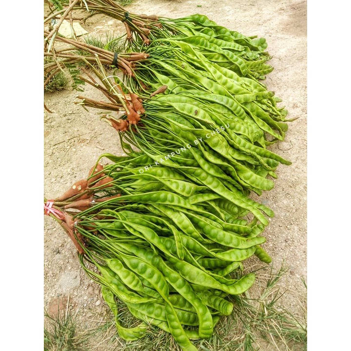 [ HARGA BORONG ] Petai segar/Petai masak/ Petai mata besar /petai papan ...