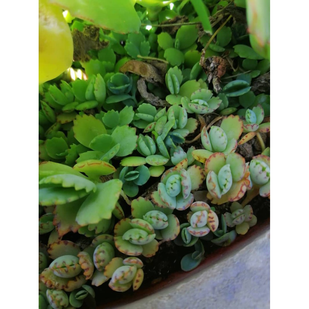 ANAK POKOK SETAWAR / POKOK SETAWAR | Shopee Malaysia