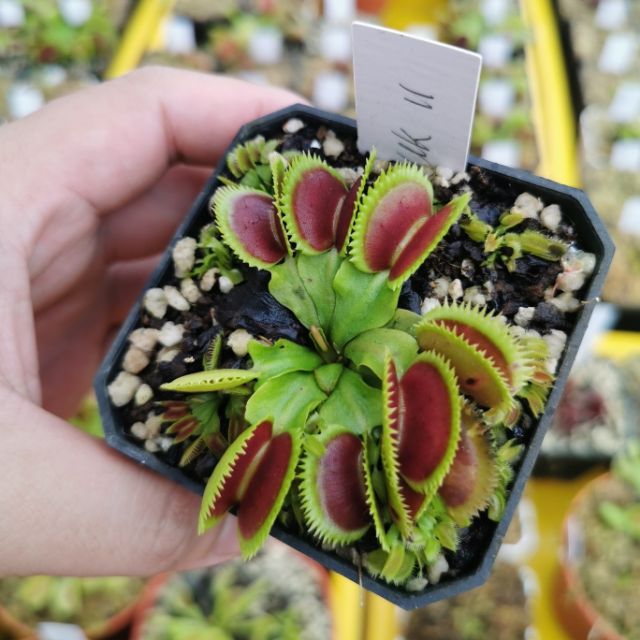 Dionaea Muscipula "UK Sawtooth II" Venus Flytrap Carnivorous Plant | Shopee Malaysia